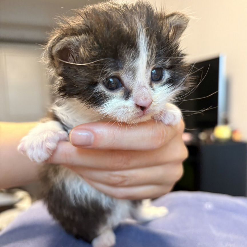 Котёнок от частного владельца