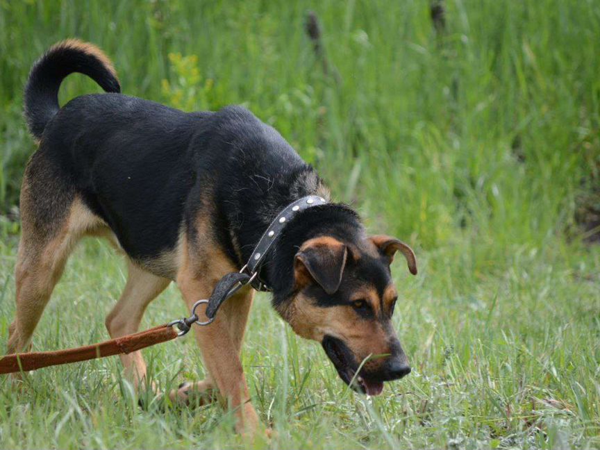 Собака из приюта ищет новый дом