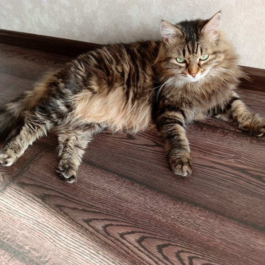 Кошка Мася