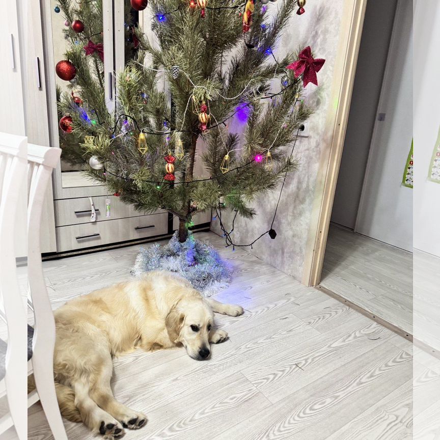 Золотистый ретривер, щенок