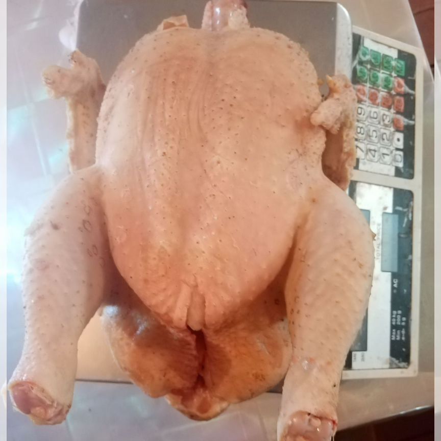 Продам бролеров