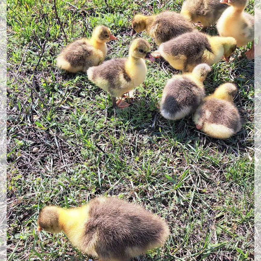 Холмогорские гусята