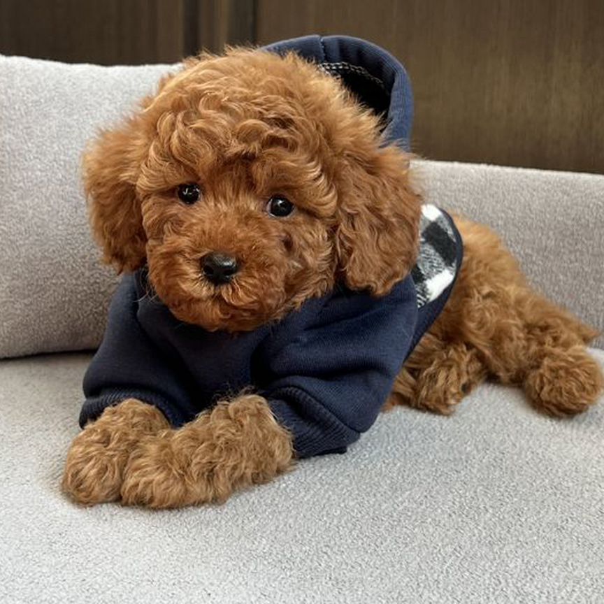 Той-пудель мальчик РКФ