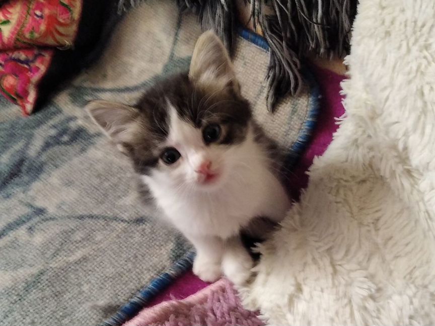 Отдам котёнка в добрые руки