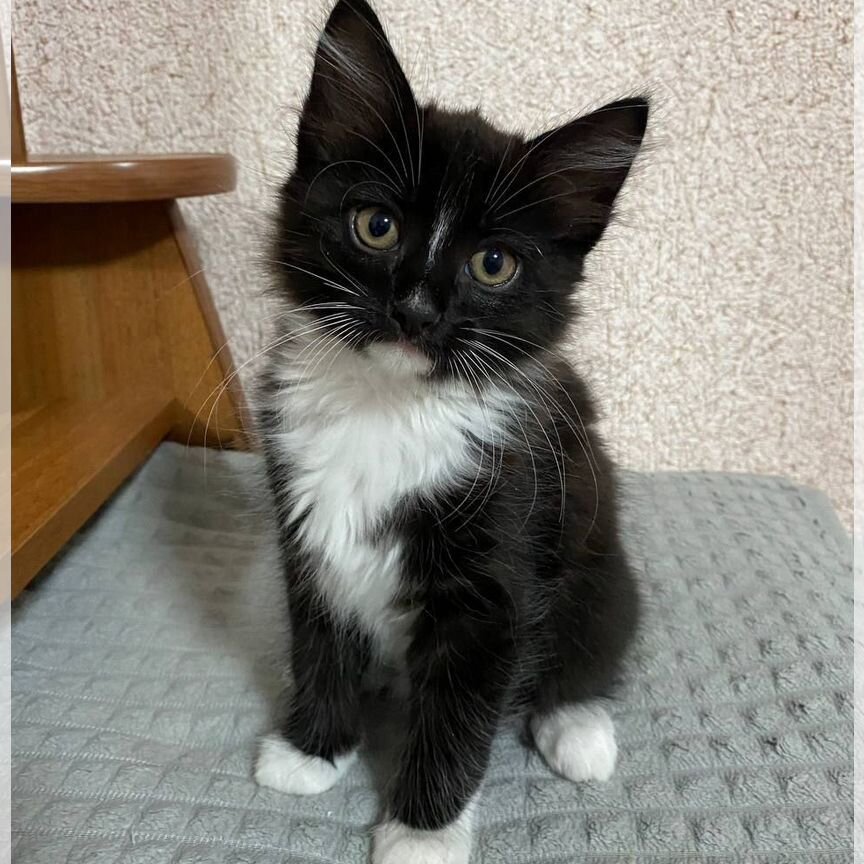 Котёнок в добрые руки