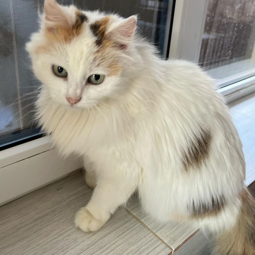 Кошечка привитая мурлыка