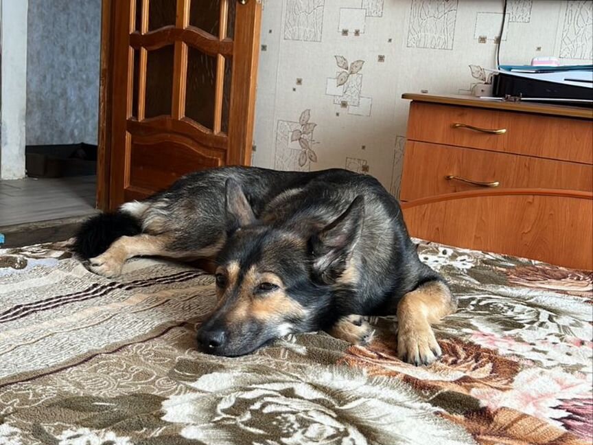 Отдам в добрые руки верного друга