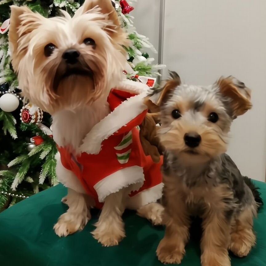 Йоркширский терьер, щенок