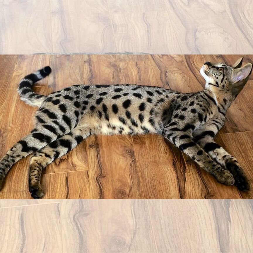 Саванна кошка ф1