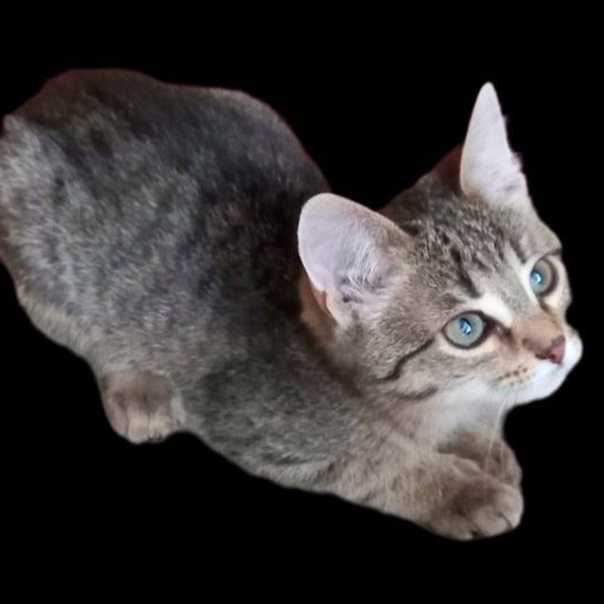 Девочка Мила 2.5 месяца в заботливые руки