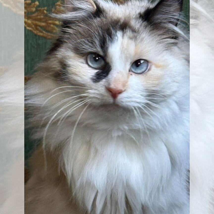 Взрослая, кошка в добрые руки