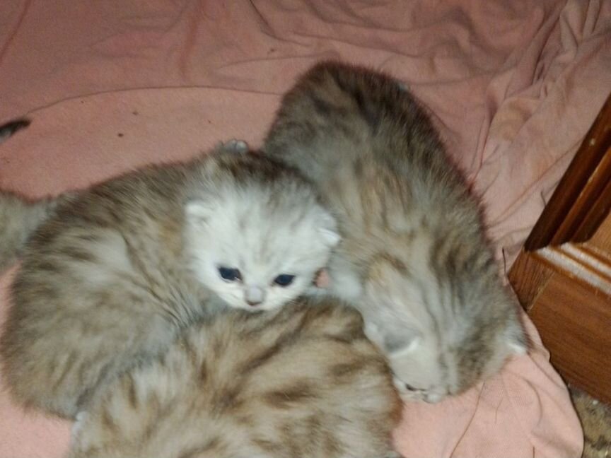 Британские котята