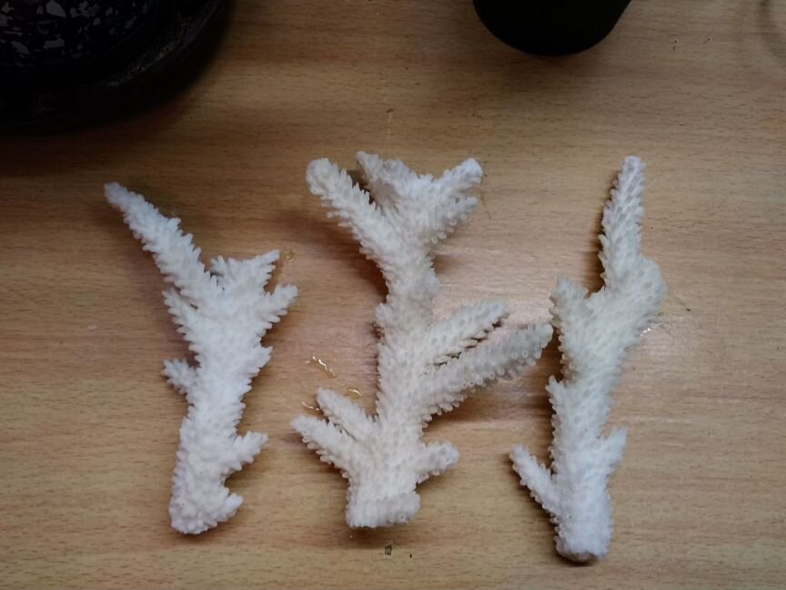 Морские кораллы