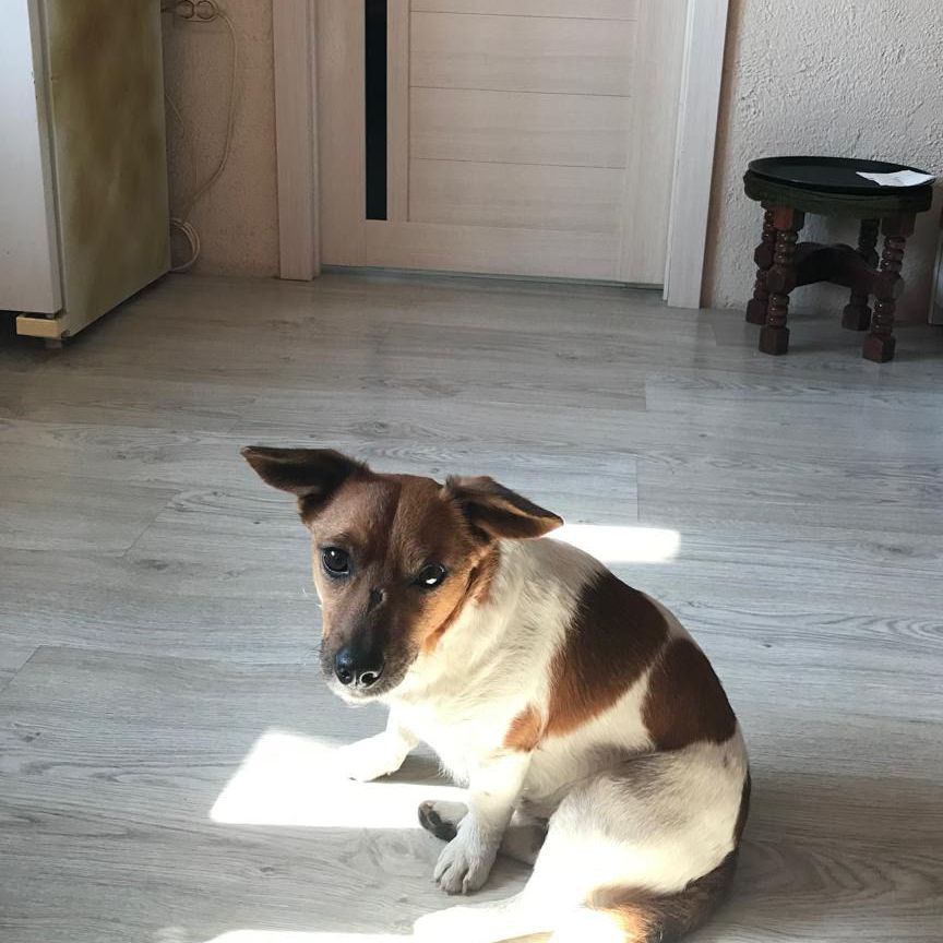 Джек-рассел-терьер, взрослая собака