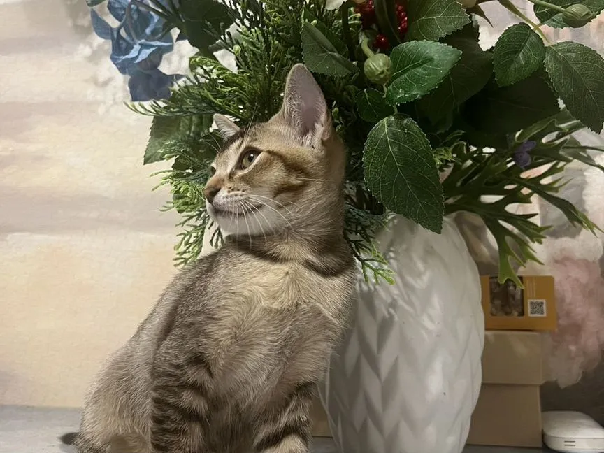 Смесь шотланской кошки с бурминским котом