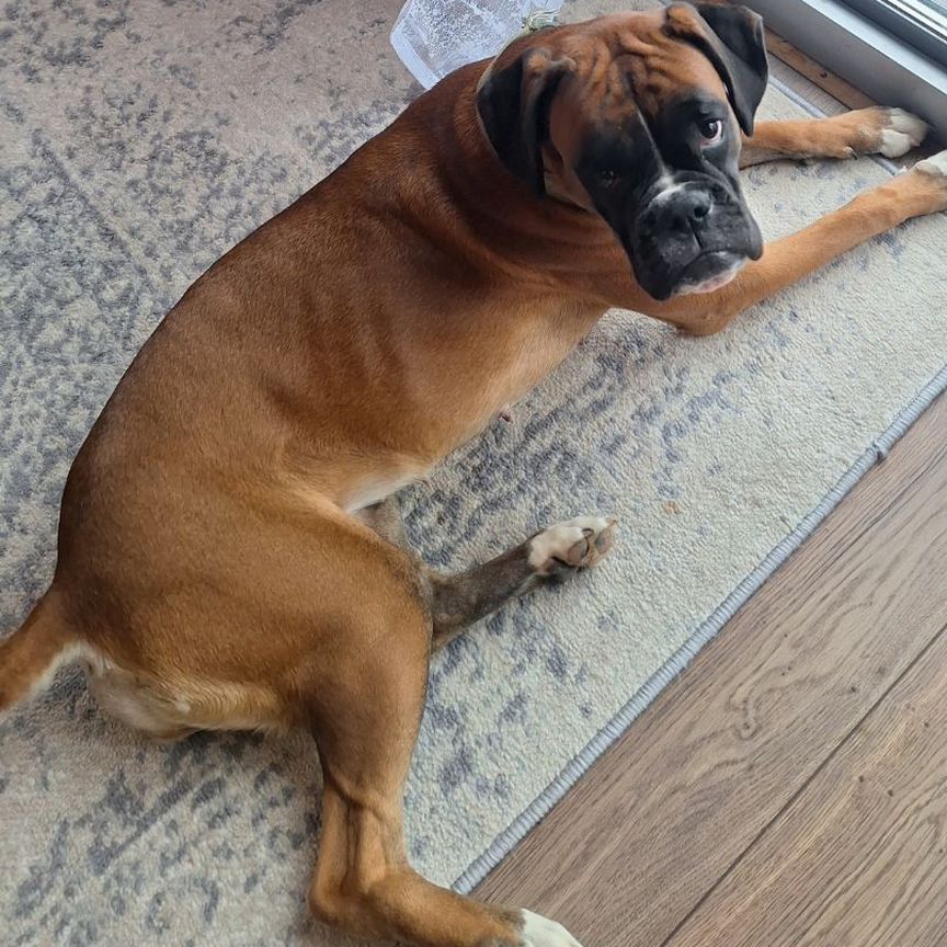 Боксер, взрослая собака