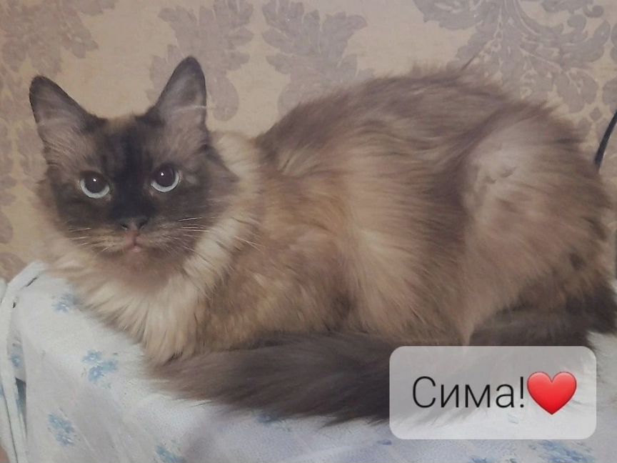 Котята в добрые руки бесплатно