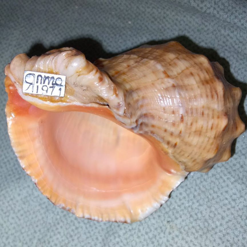 Морские ракушки раковины
