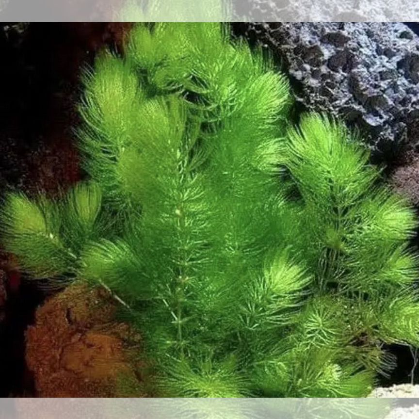 Аквариумное растение