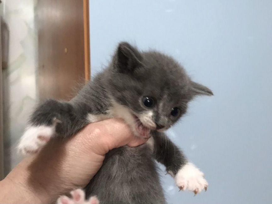 Британская кошка