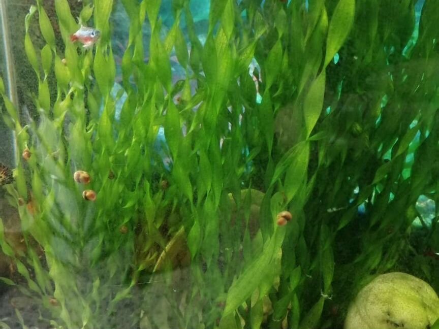 Аквариумное растение