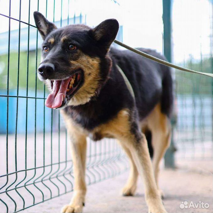 Ричард - собака удача В добрые руки