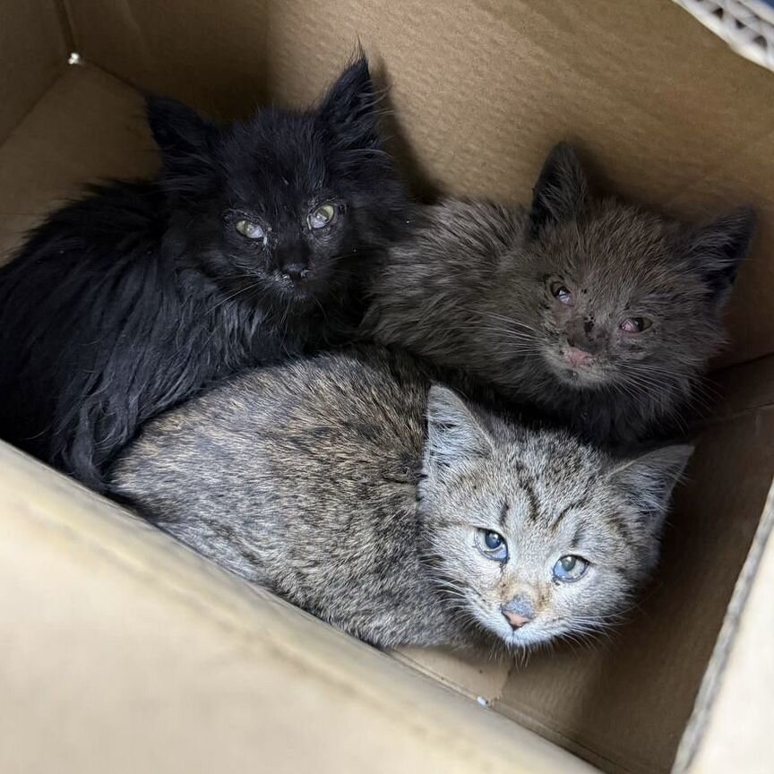 Котёнок в добрые руки