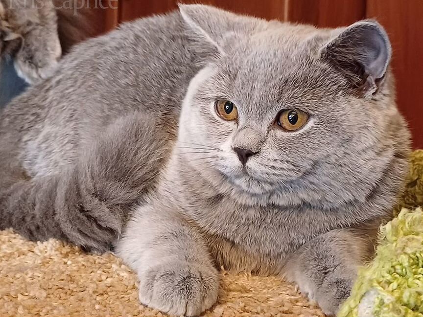 Британские котята. Кошка 4 мес