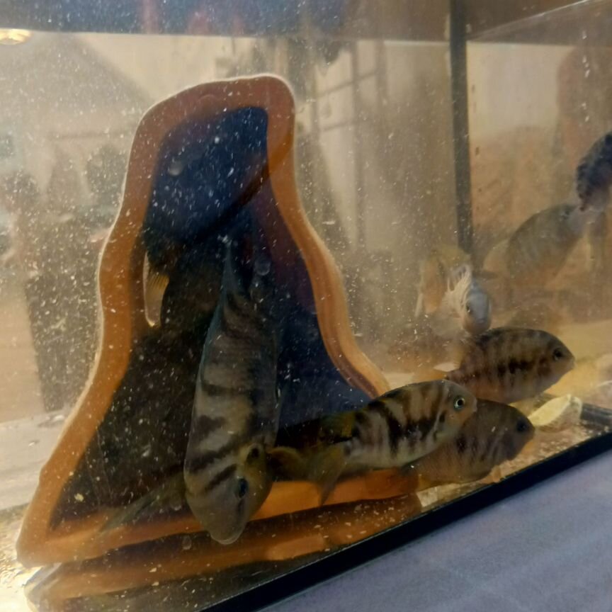 Отдам аквариум с рыбками за