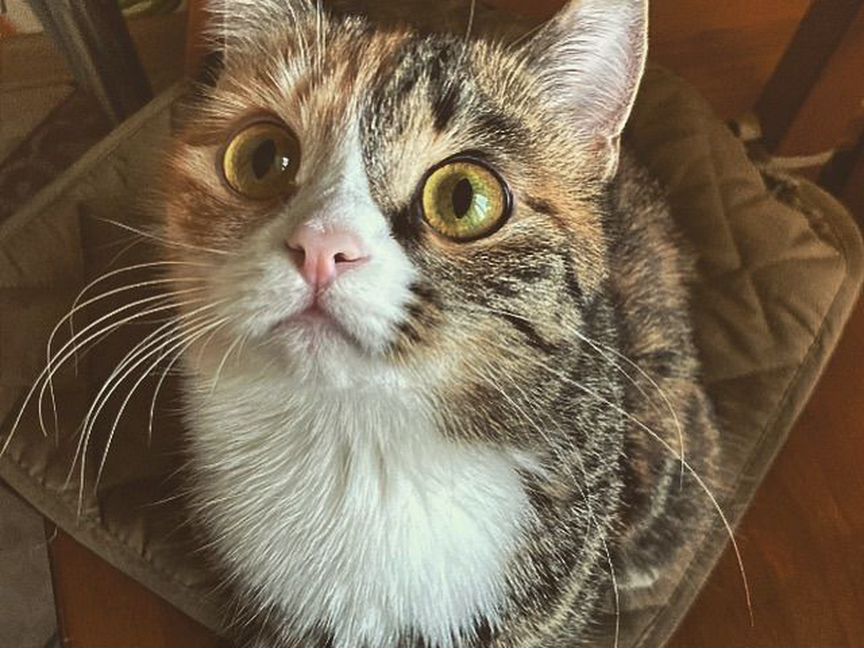 Европейская кошка