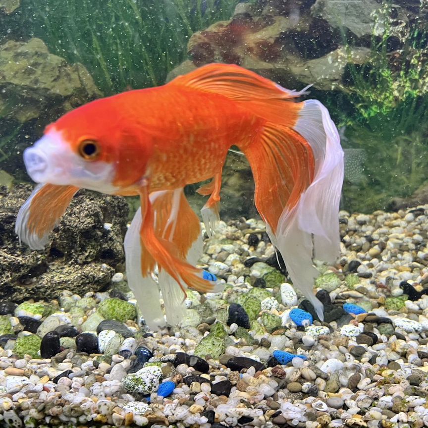 Золотая рыбка и карп кои