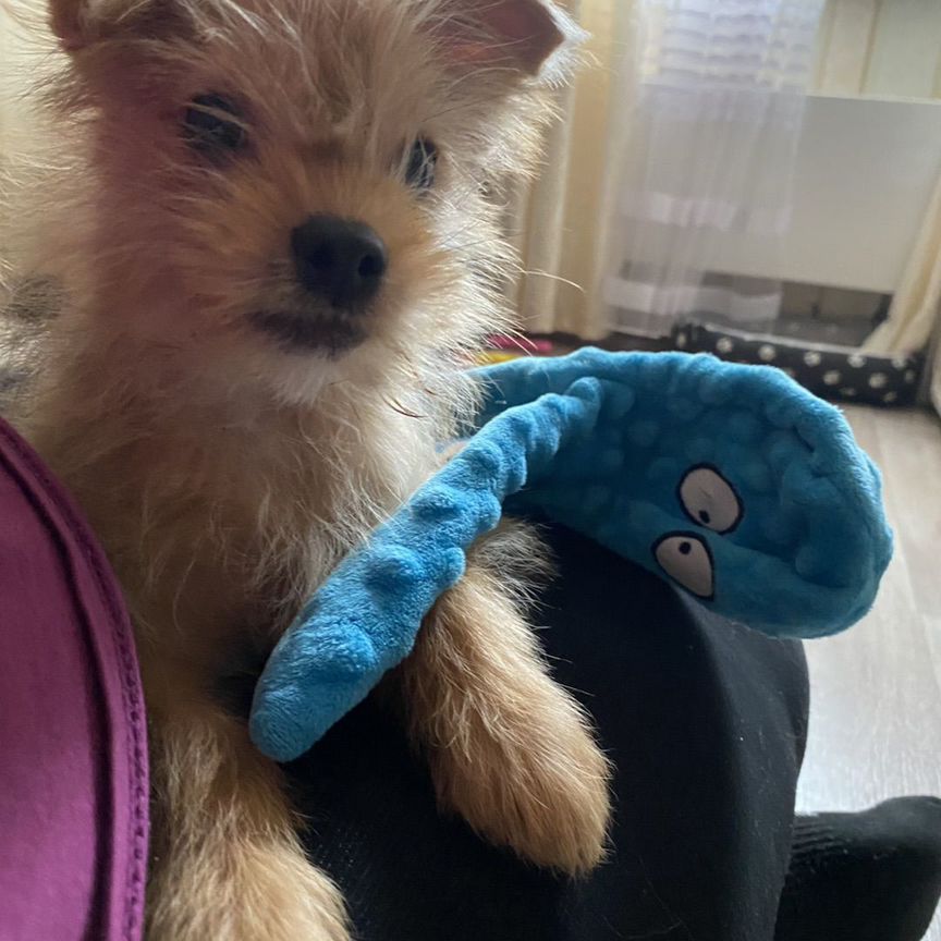 Йоркширский терьер мальчик