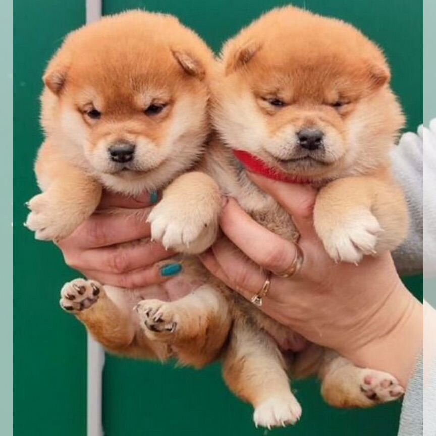 Сиба-ину, щенок