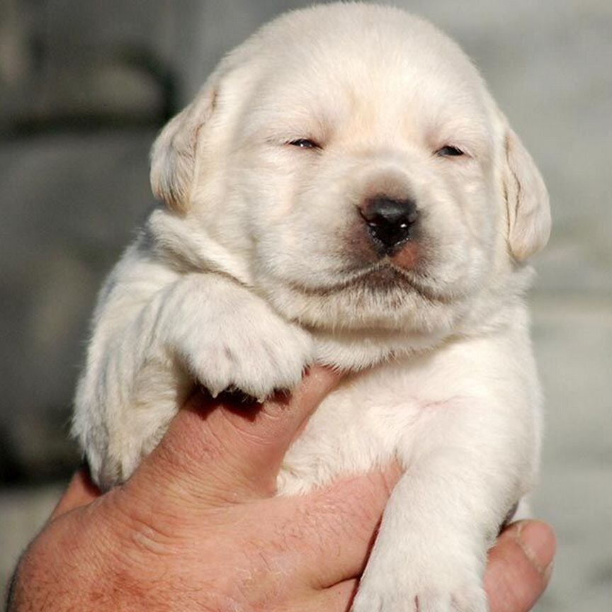 Лабрадор-ретривер, щенок