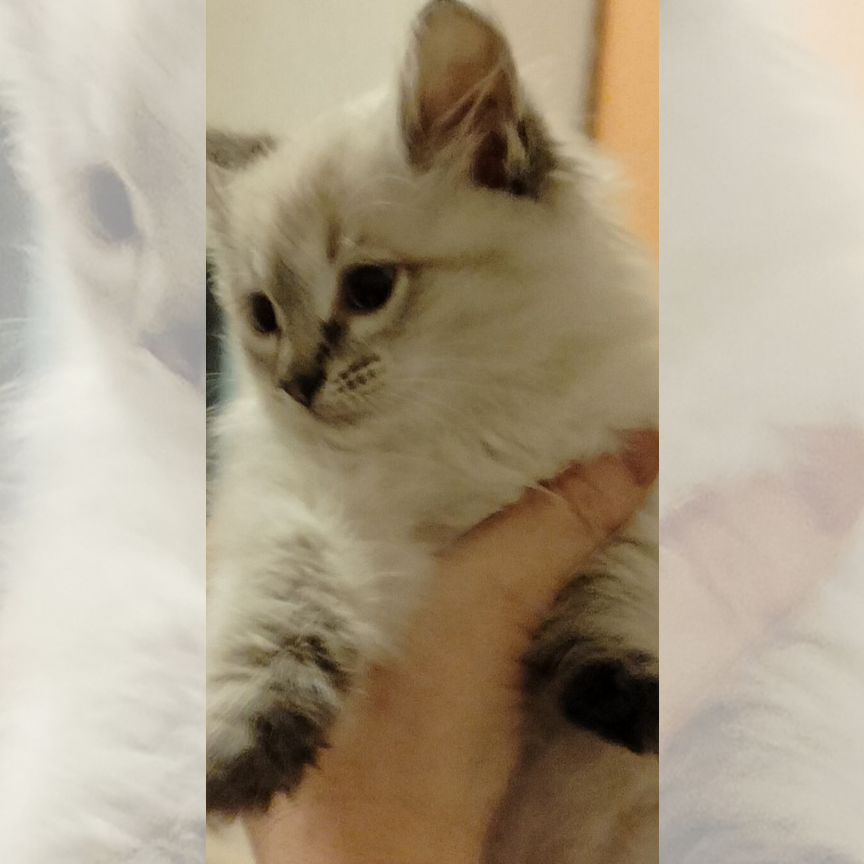 Отдам котенка в добрые руки