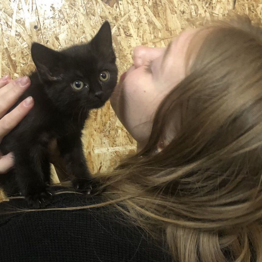 Котята