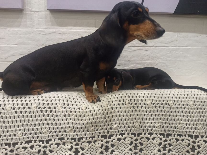 Щенки таксы