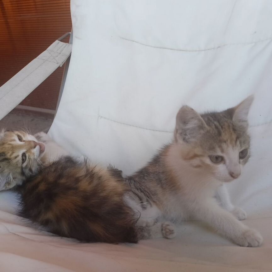 Котята 1,5-2 месяца, девочки