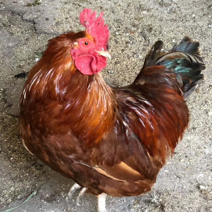 Семья Род Айленд мини