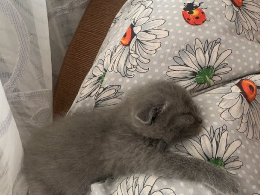 Британский котенок