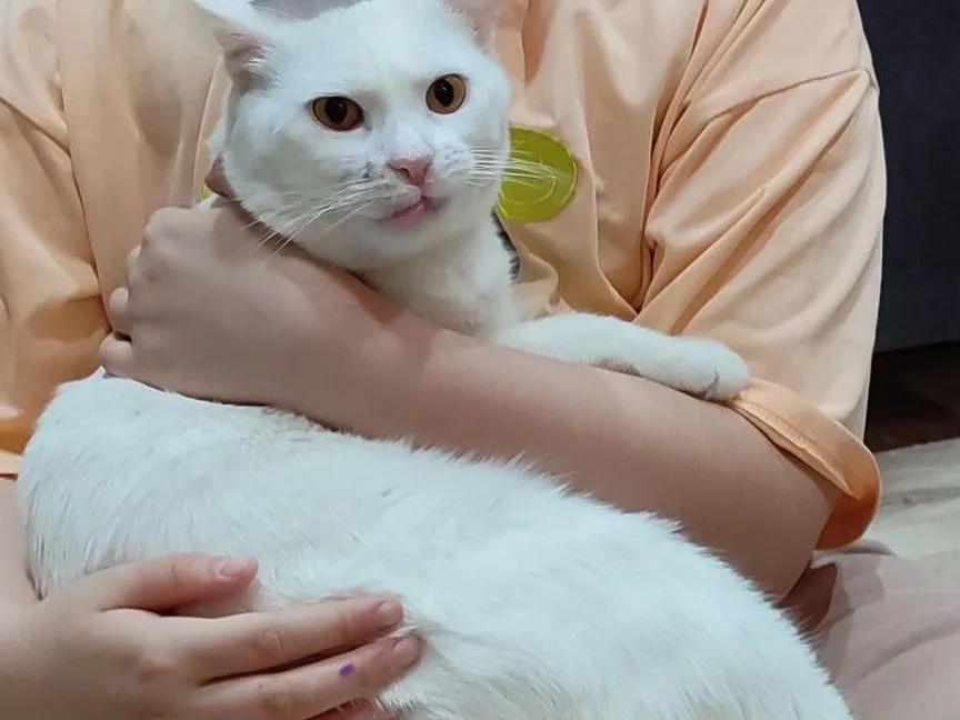 Приглашаем кошечку на случку