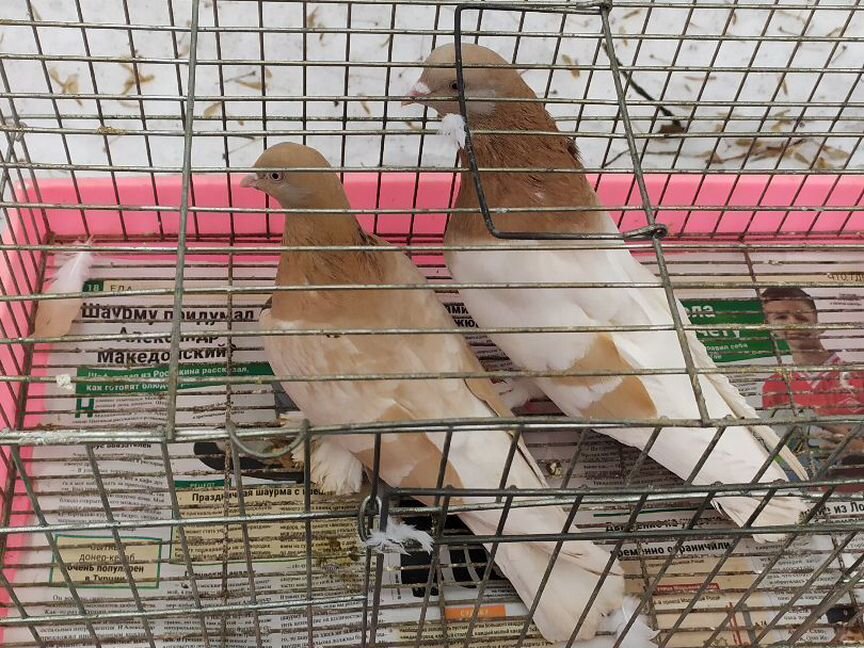 Голуби агараны