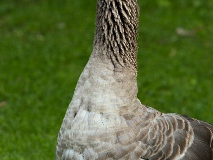 Муларды на мячо