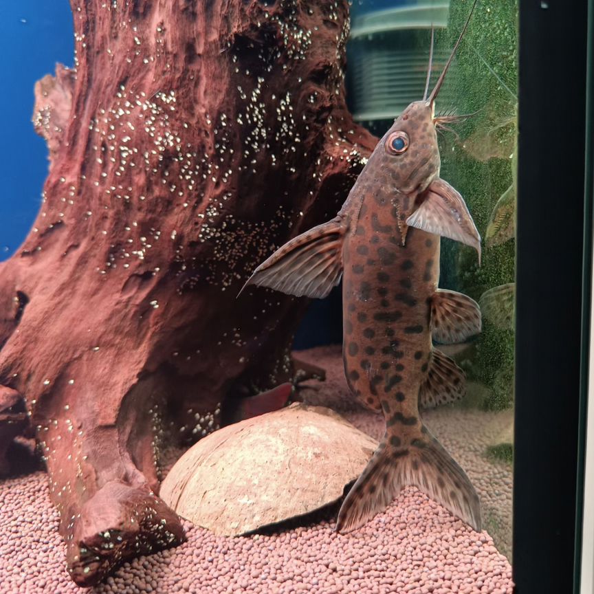 Сом синодонтис 10-15 см