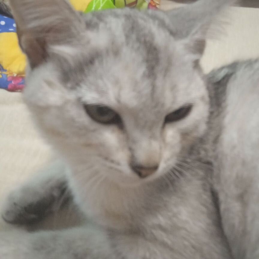 Отдам котенка 3 месяца