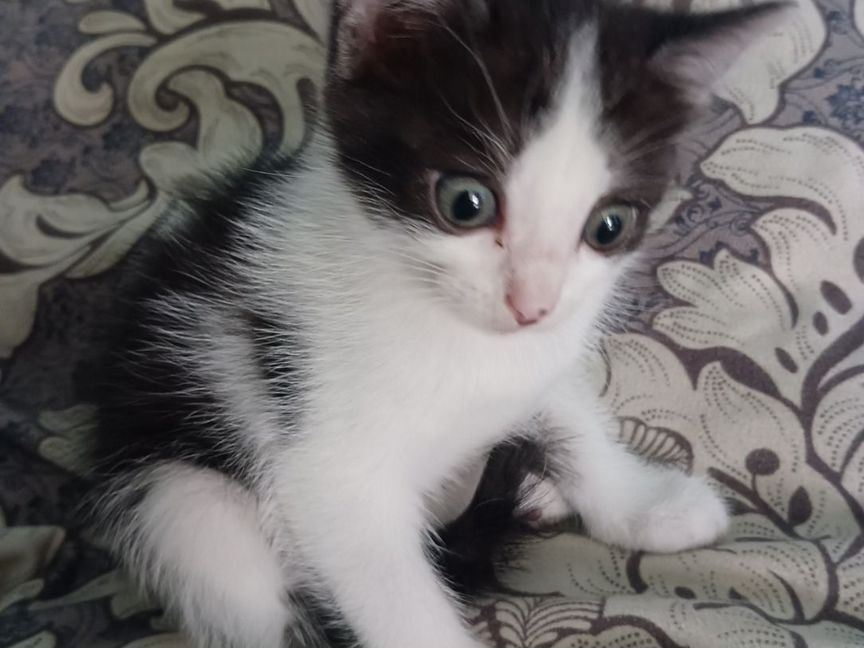 Отдам котят в хорошие руки бесплатно. Две девочки