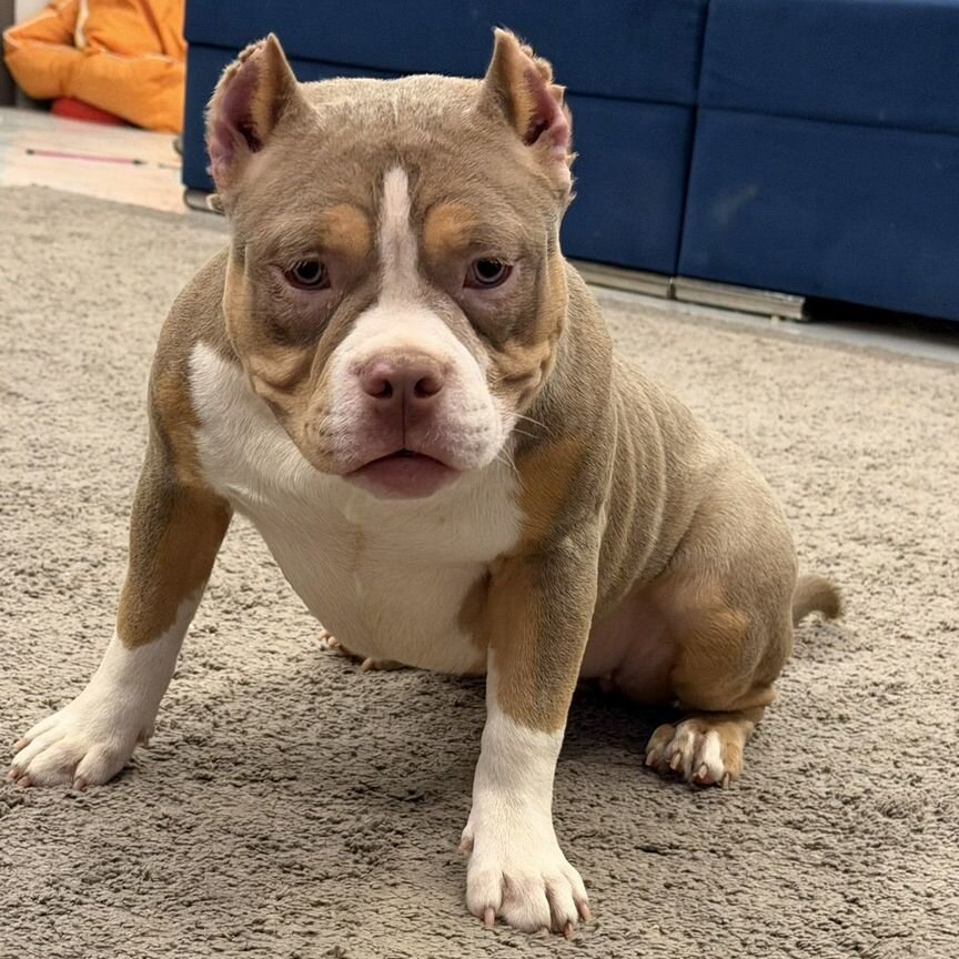 Американский булли, щенок