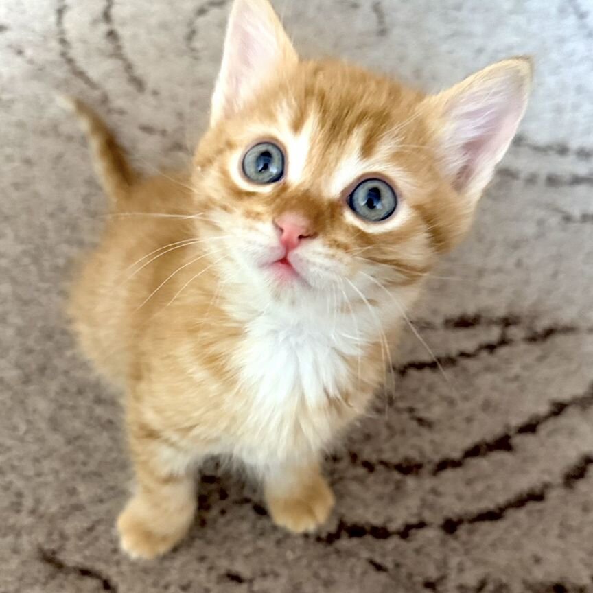 Котёнок в добрые руки