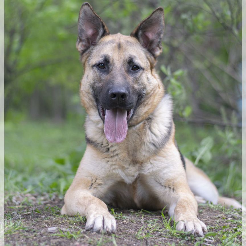 Собаки из приюта в дар