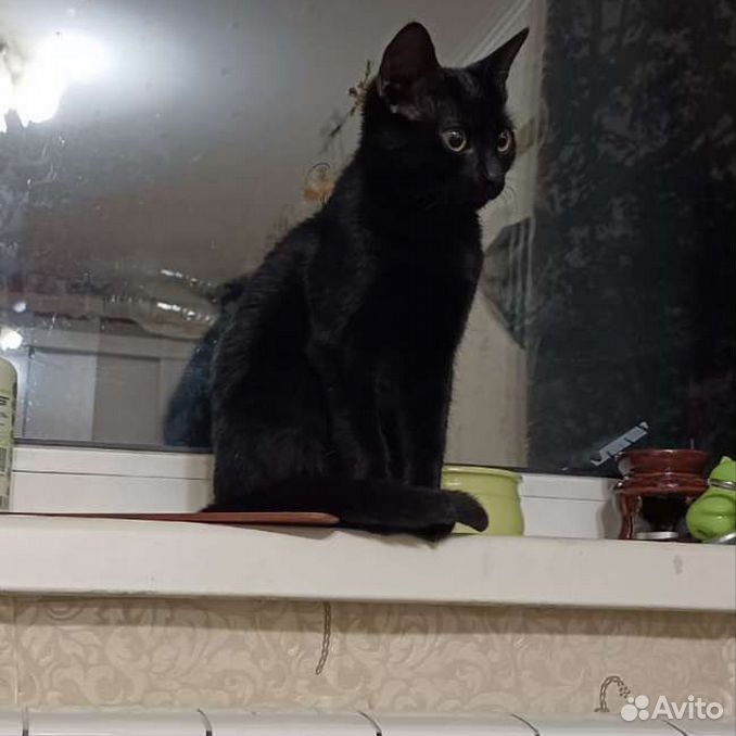 Котëнок девочка 5 месяцев в хорошие руки